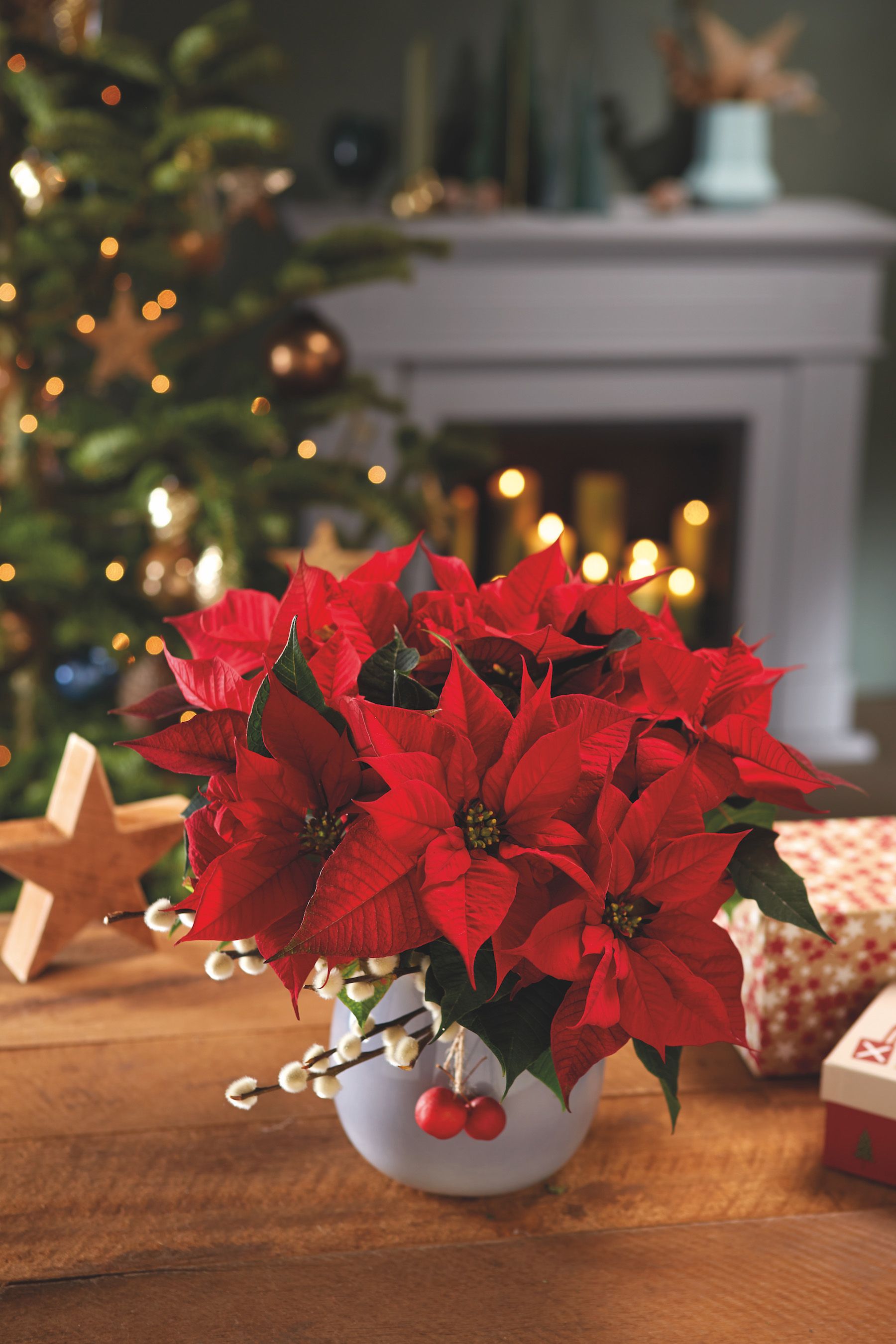 Top 10 Flowers to Say Merry Christmas